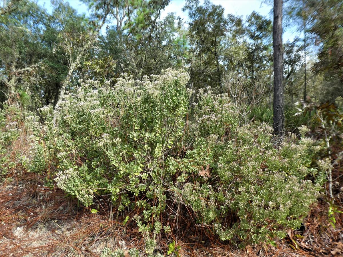 Garberia is endemic to Florida | Real Estate | chronicleonline.com