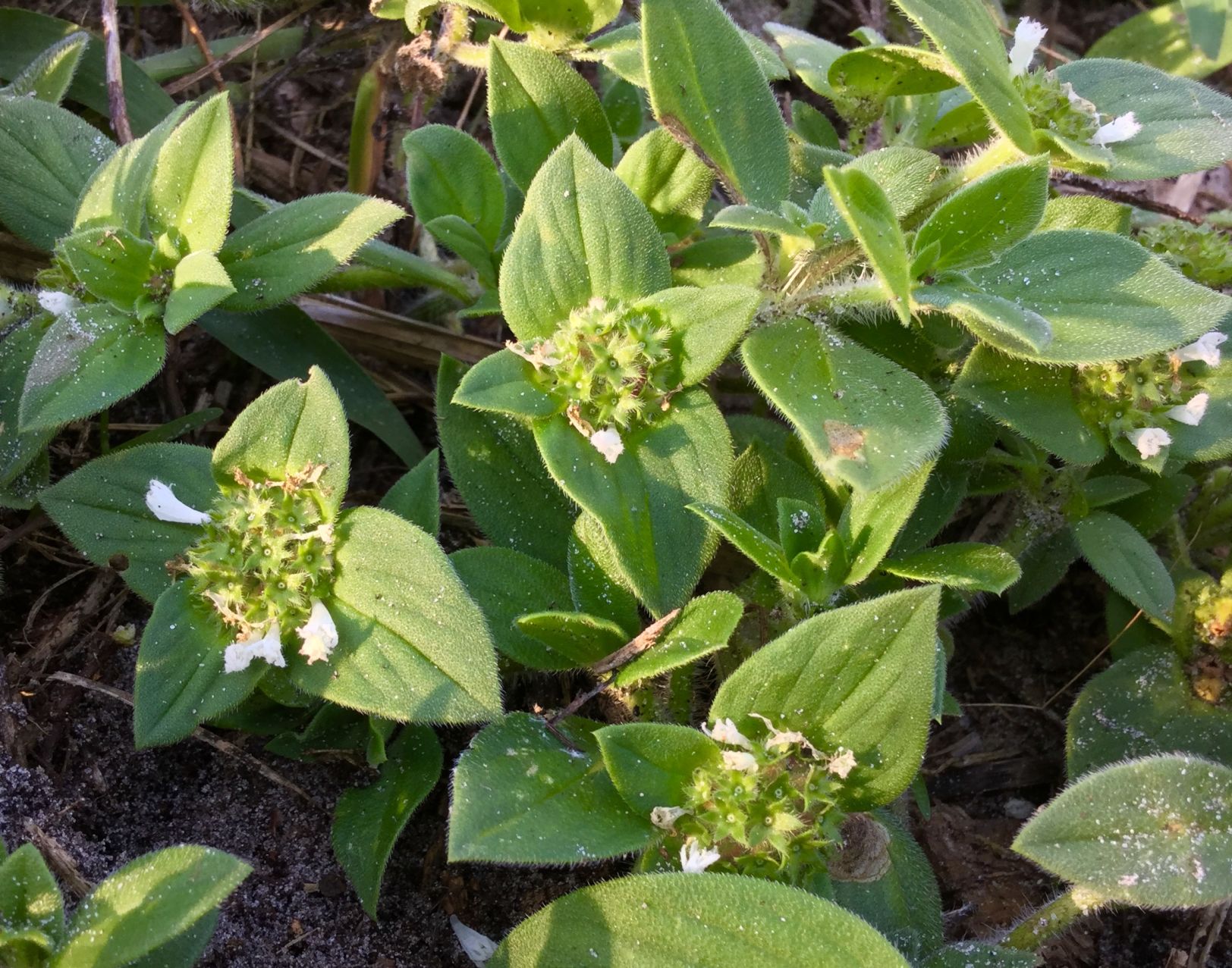 Gardener Gal tackles weed control | Real Estate | chronicleonline.com