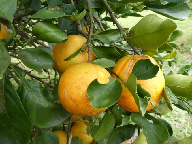 Cold hardy citrus trees for Central Florida | Real Estate ...