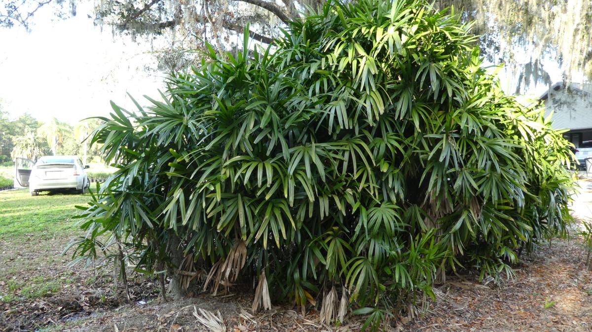 Lady Palms in Florida | Real Estate | chronicleonline.com