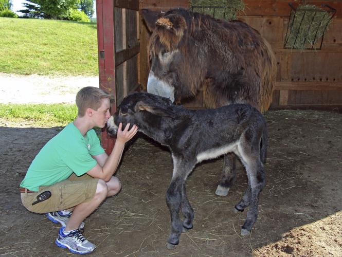 Rare Poitou donkey born in Massachusetts | News | chronicleonline.com