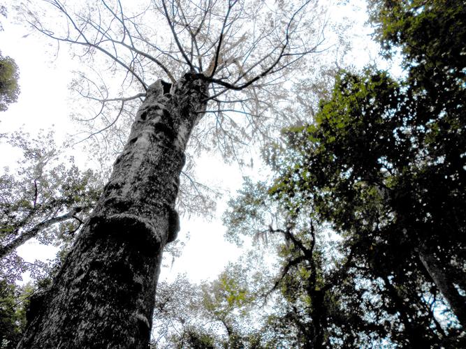 Giant tree beckons from forested trail | Local News | chronicleonline.com