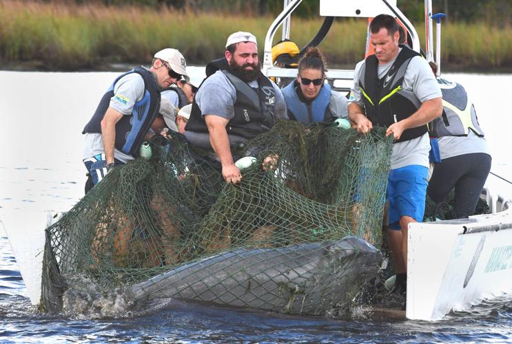 Manatee rescued after being struck by boat | Multimedia ...