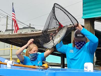 Hooked on snook | Local News | chronicleonline.com