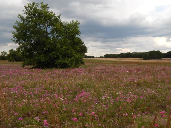 Wetlands & Wildflowers | Entertainment in Citrus County ...