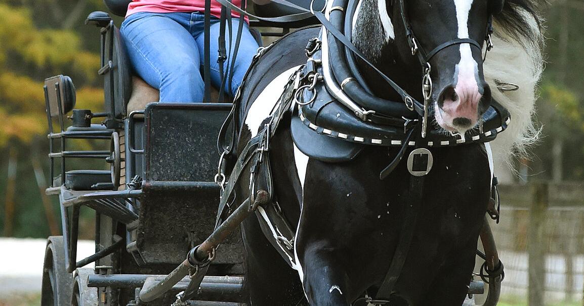 Giddyap! Local horses get top marks in breed's national circuit | Local ...