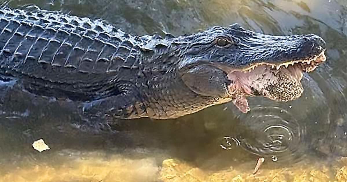 Legless gator defying the odds. Tour boats flock daily to see Lt. Dan ...