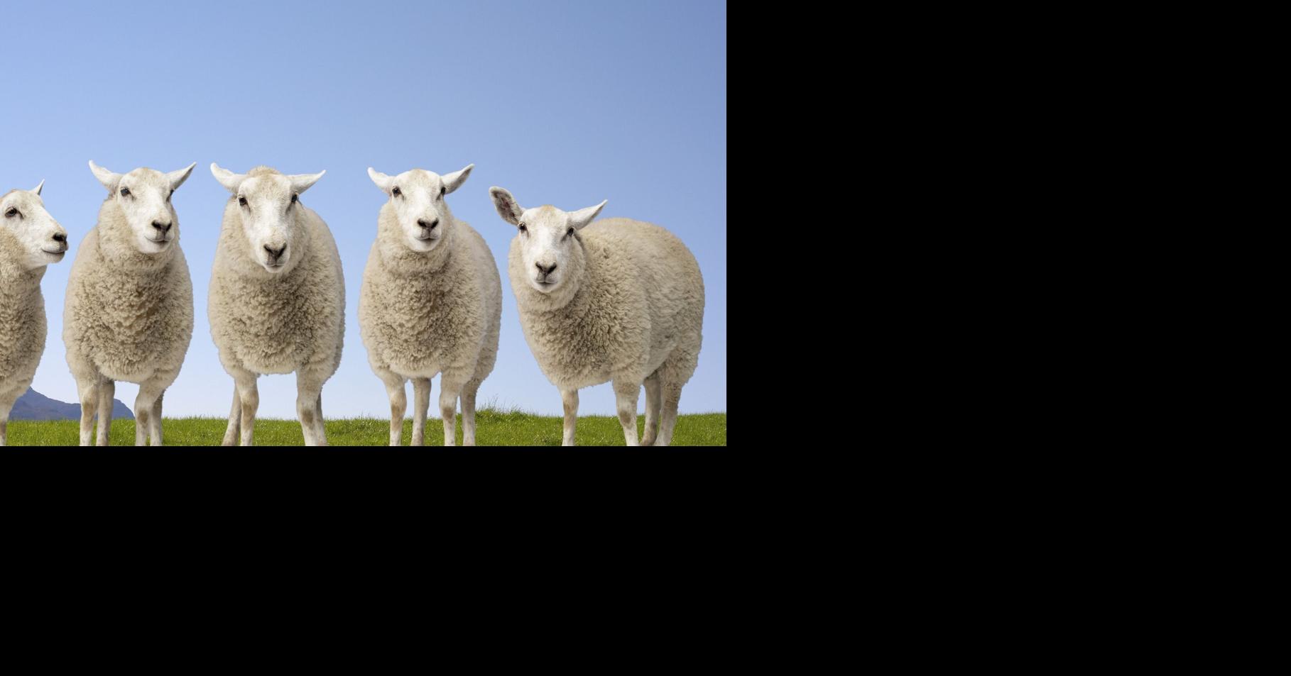 'From Sheep to Sweater' — Library program about the science, history ...