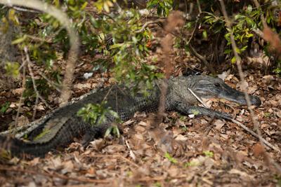 Risky human behavior, not aggressive gators, behind most alligator ...