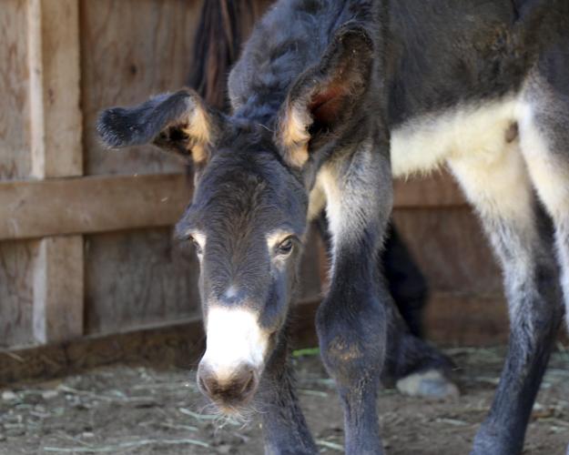 Rare Poitou donkey born in Massachusetts | News | chronicleonline.com