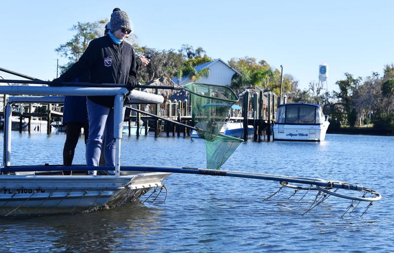 Snook study: Collaborative research key to healthy fishery | Local News ...