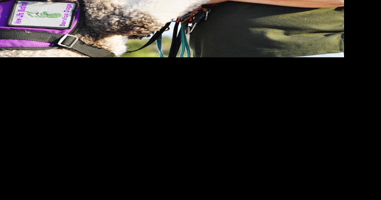 Nonprofit Spotlight: New Life Medical Service Dogs providing a ...