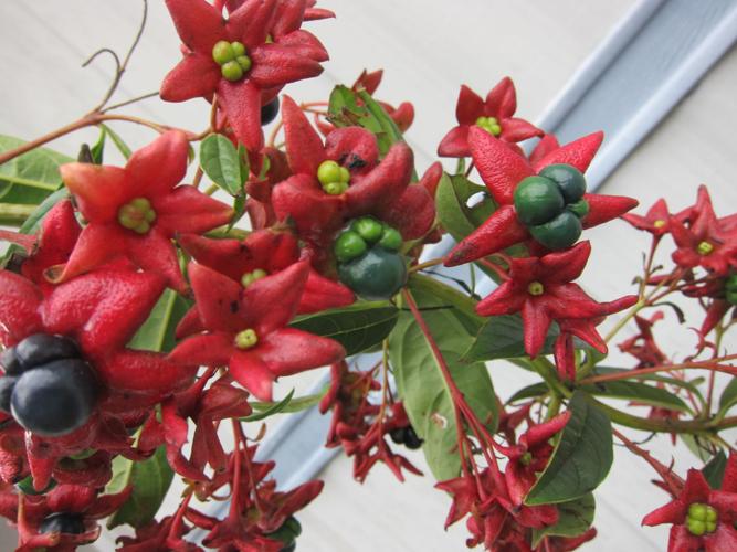 Snowbird shows off big plant | Local News | chronicleonline.com