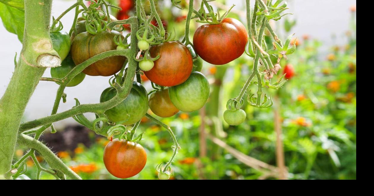 Plant hardiness zone map shows where plants thrive | Lifestyle ...