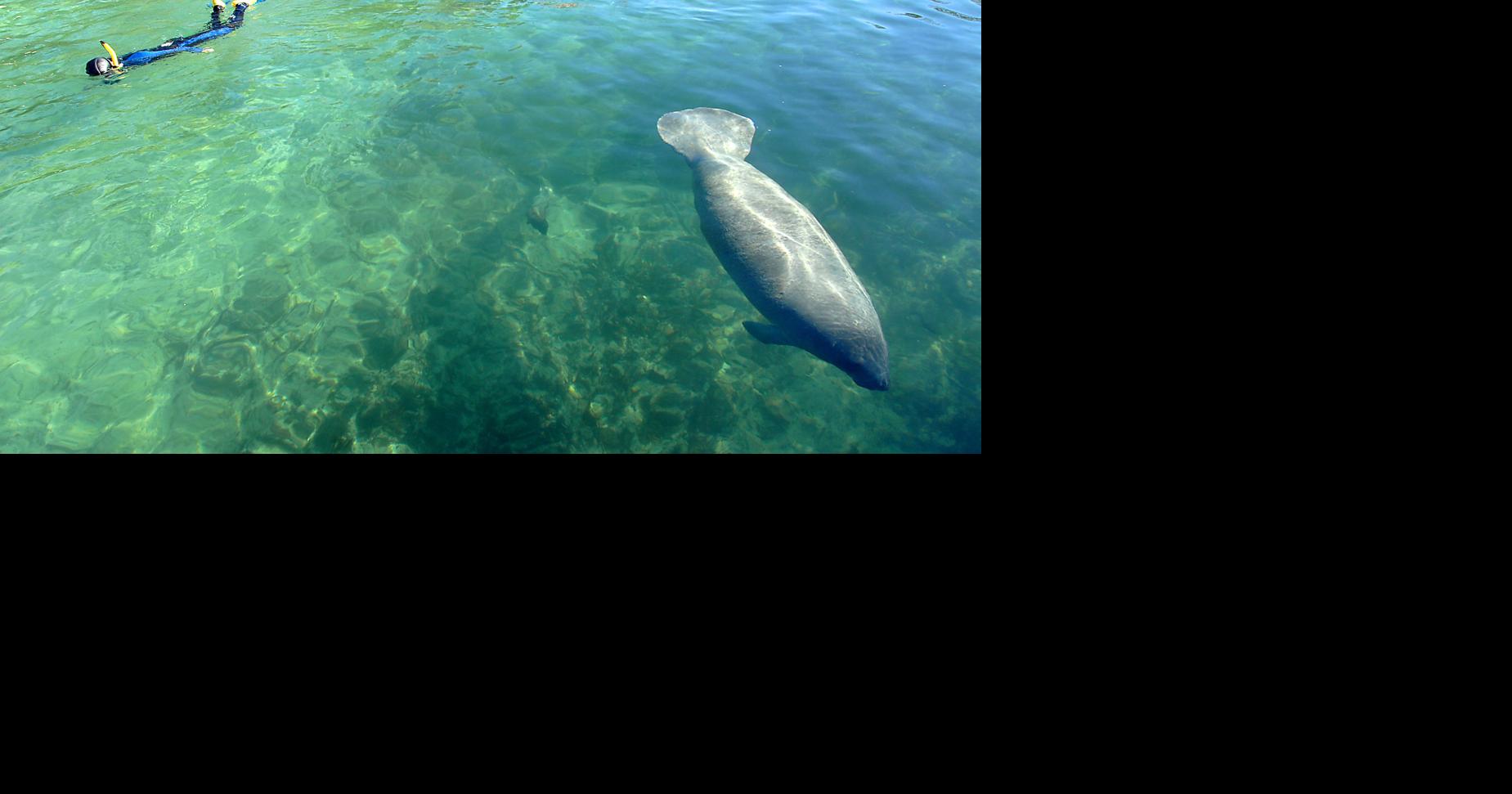 FWS moves forward with King’s Bay rule | Local News | chronicleonline.com