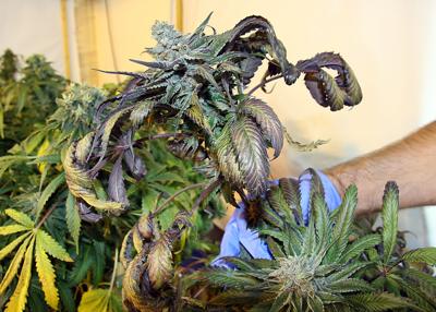 Grow-house bust nets 250-plus plants | Local News | chronicleonline.com