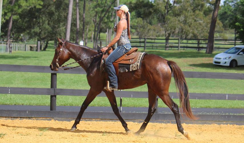 Take a tour of the Pine Ridge Equestrian Center | | chronicleonline.com