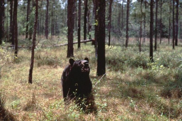 FWC releases results of 2025 black bear hunt | Local News ...