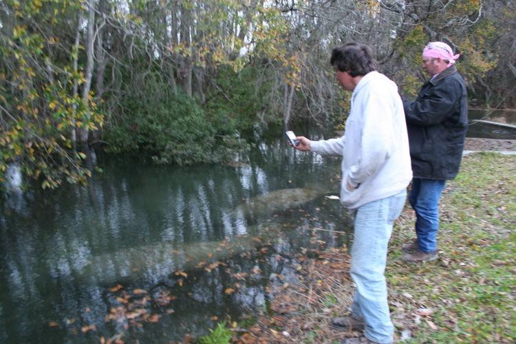 Manatees meander into drainage ditch, wowing onlookers | News ...