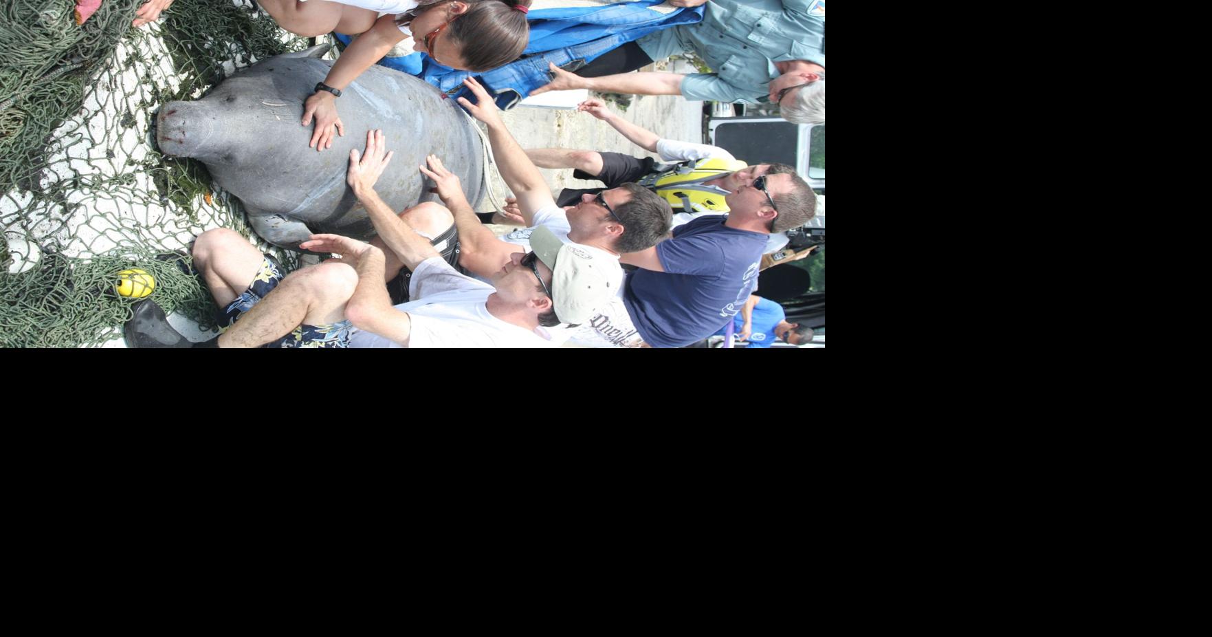 Officials save manatee from crab trap entanglement | News ...