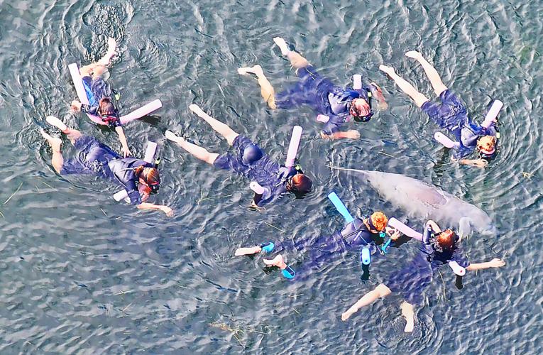 County tourism officials not worried about proposed manatee ...