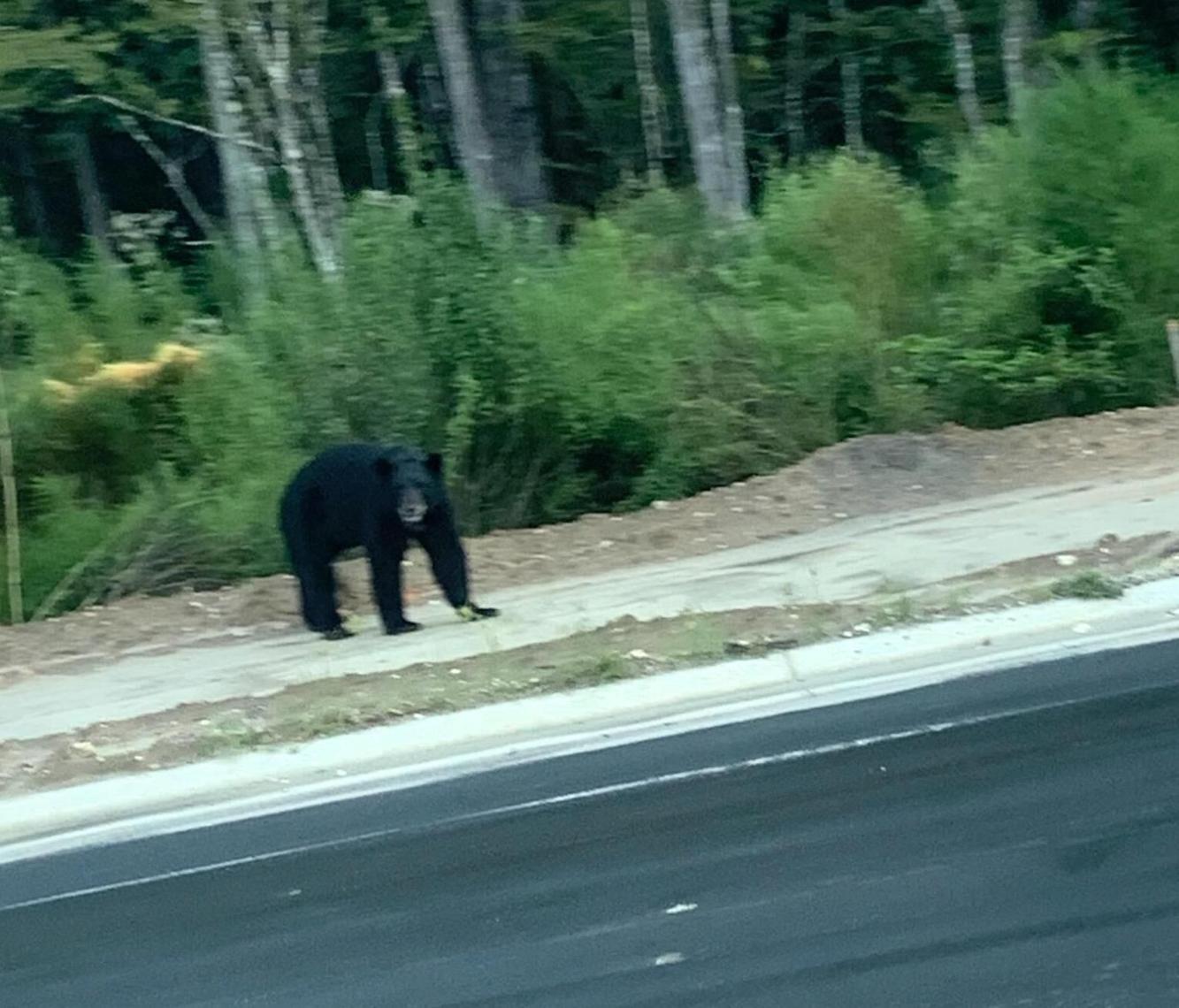 Black bear sightings continue as adolescent animal searches for new ...