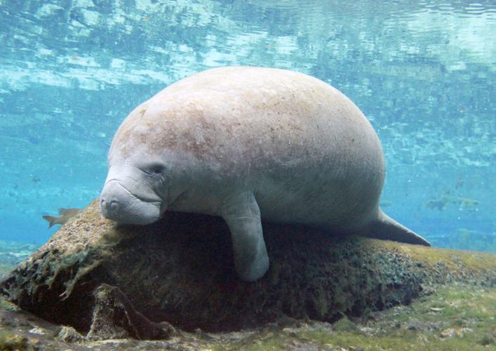 Manatee tour makes top 'bucket list' experience | Local News ...