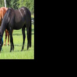 Take a tour of the Pine Ridge Equestrian Center | | chronicleonline.com