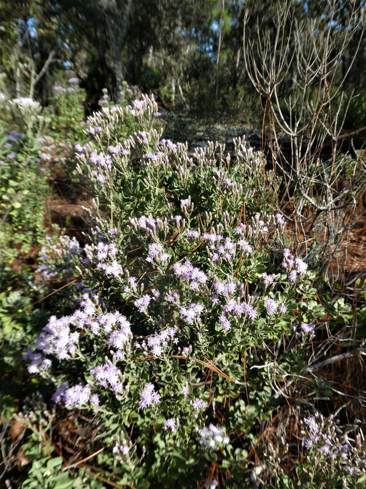 Garberia is endemic to Florida | Real Estate | chronicleonline.com