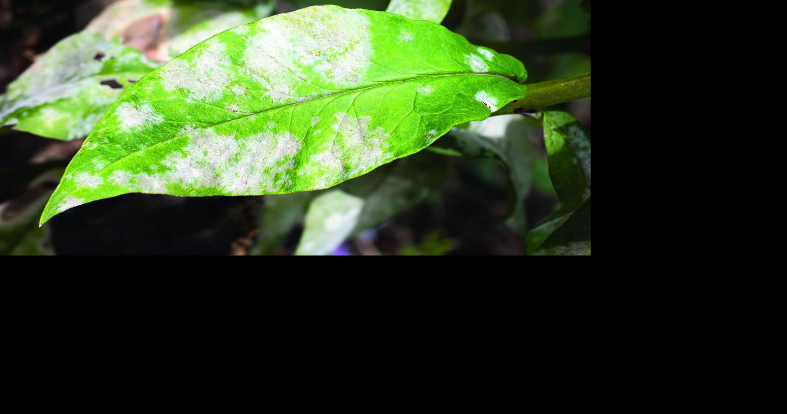 Common vegetable diseases and how to prevent them | Home and Outdoor ...