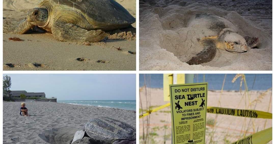 Sea turtle nesting season arrives along Florida’s coasts ...