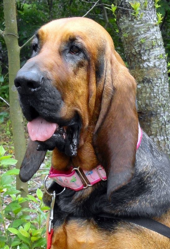 Deputy Dogs pass on, but legacies remain | Lifestyle | chronicleonline.com