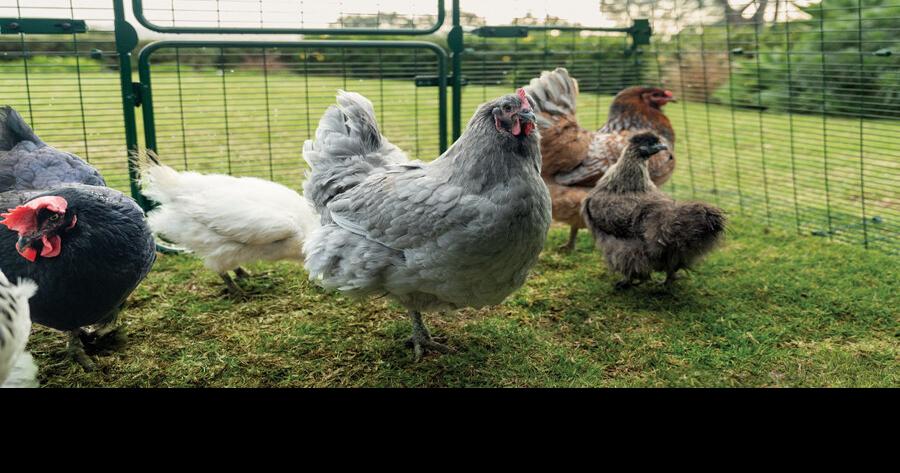 CC chickens dominant.jpg | | chronicleonline.com