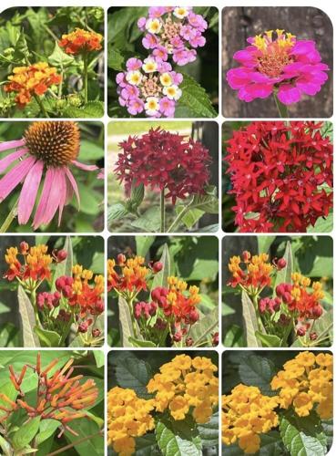 Attract butterflies with nectar plants | Local News | chronicleonline.com