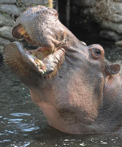Birthday boy: Hippo lookin’ good at 53 | Local News | chronicleonline.com