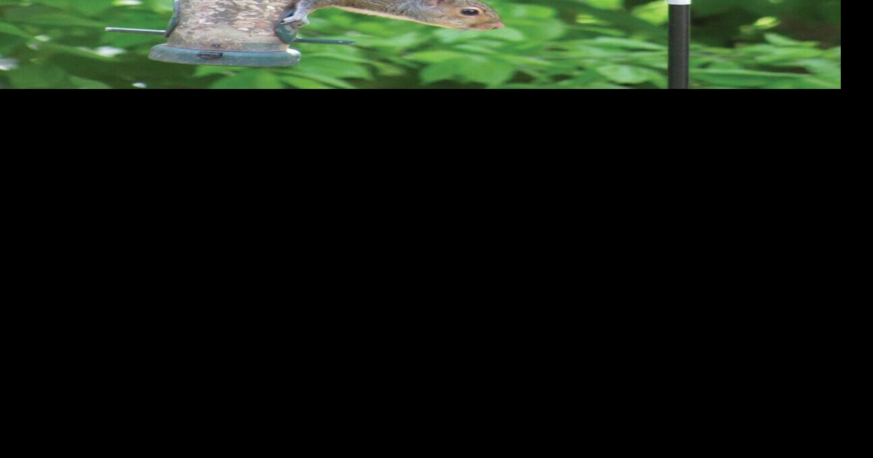 Birdfeeder battleground | Home and Outdoor Living | chronicleonline.com