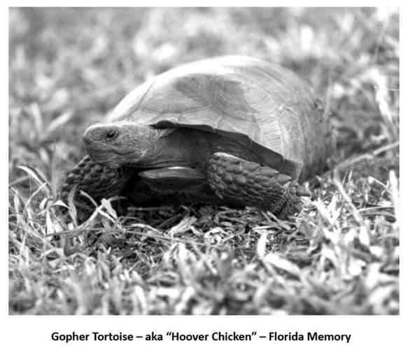 Wild Citrus – More than manatees | Local News | chronicleonline.com