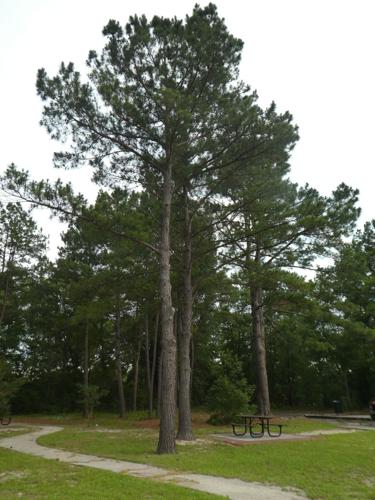 largest loblolly pine