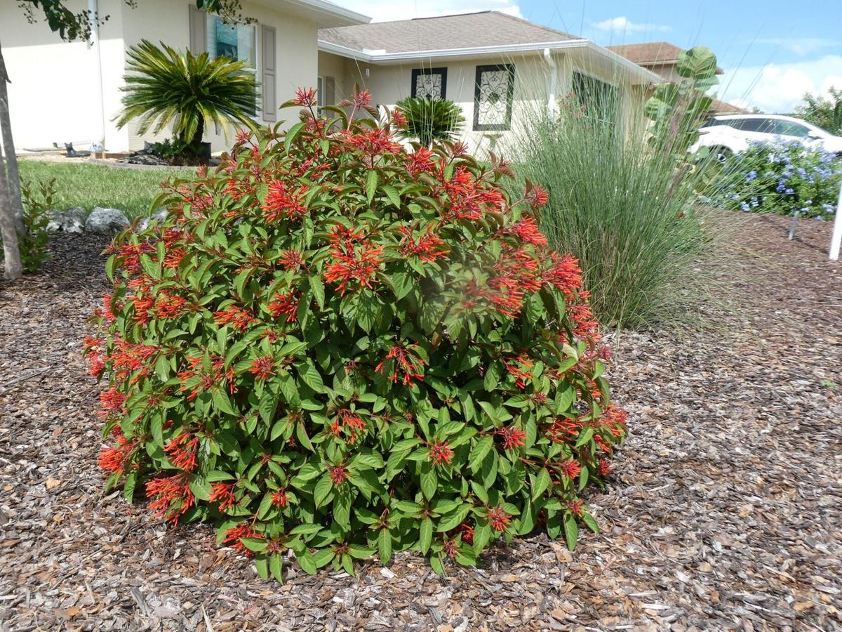Native Firebush | Home and Outdoor Living | chronicleonline.com
