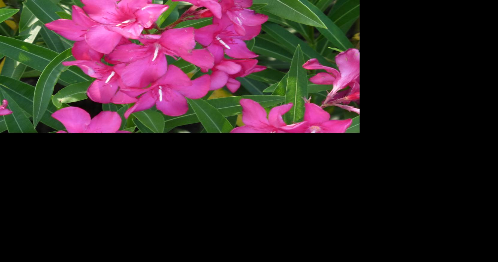 oleander tree florida