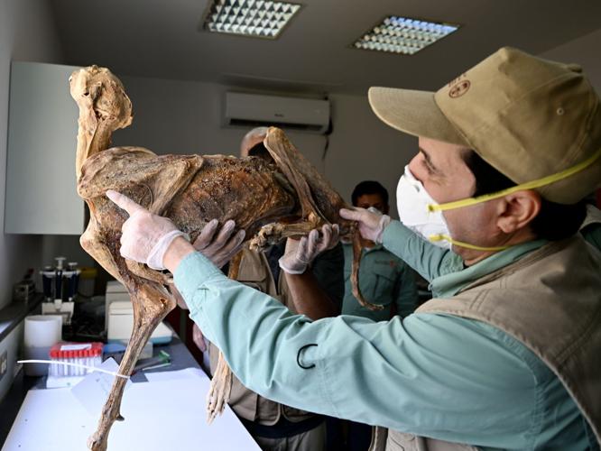 Mummified cheetahs found in Saudi caves shed light on lost populations ...