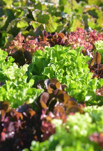 From dirt to dinner: Crystal River farmer grows food, faith and ...