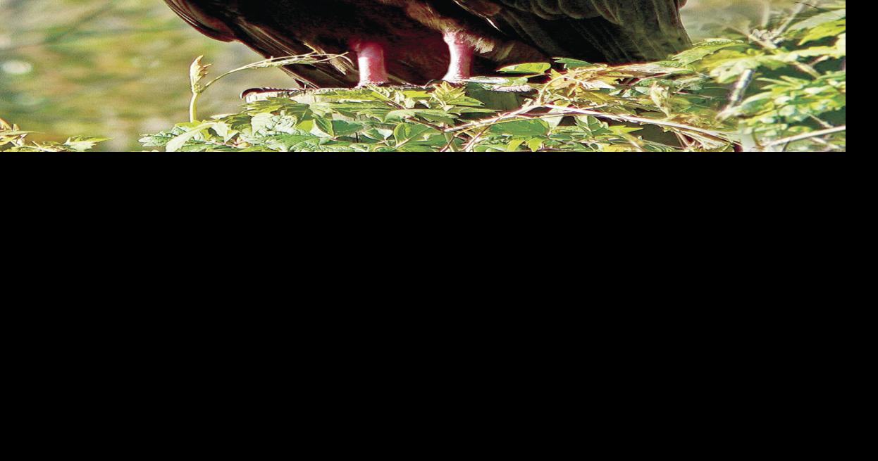 Vultures spotlighted at wildlife park | Entertainment in Citrus County ...