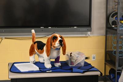 Students learn about caring for pets in vet course | Education ...