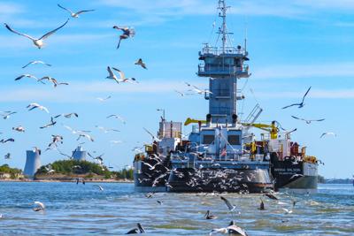 Birds swarm waters surrounding barge in Crystal River | Local News ...
