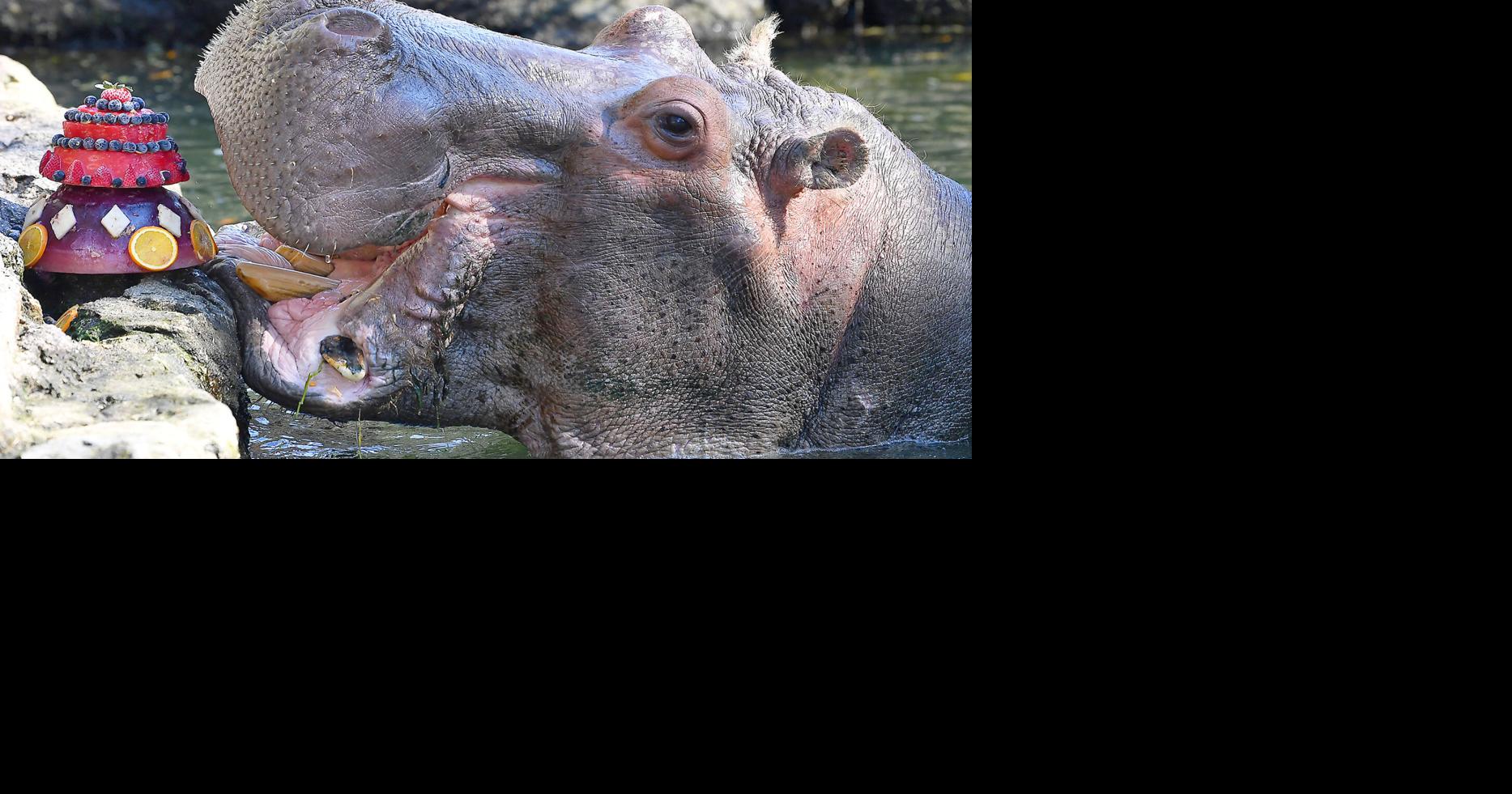 Farewell to Lu: Homosassa’s beloved hippo leaves generations of ...
