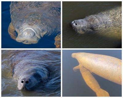 Keep an eye out for manatees – they’re on the move | Local News ...