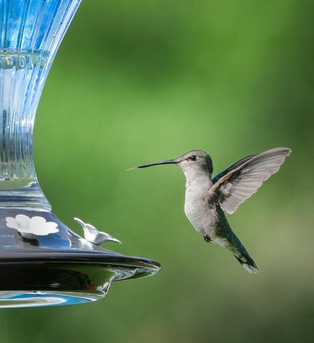 Art Center Camera Club: Donna Dominic wins Judges Choice Award with ...