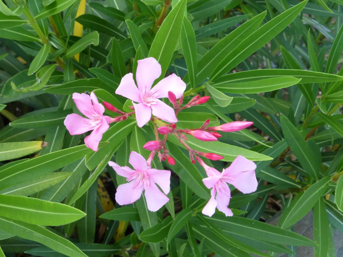 Exotic oleander in Florida | Real Estate | chronicleonline.com