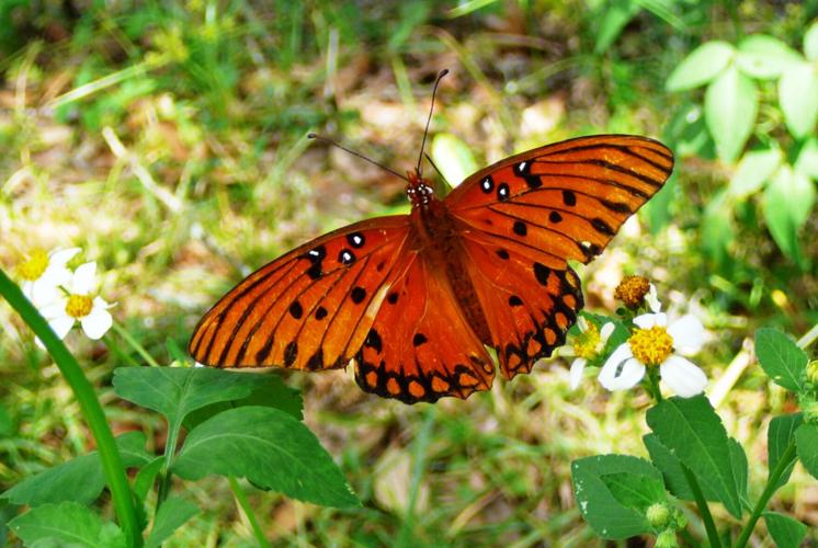 orange and black butterfly florida